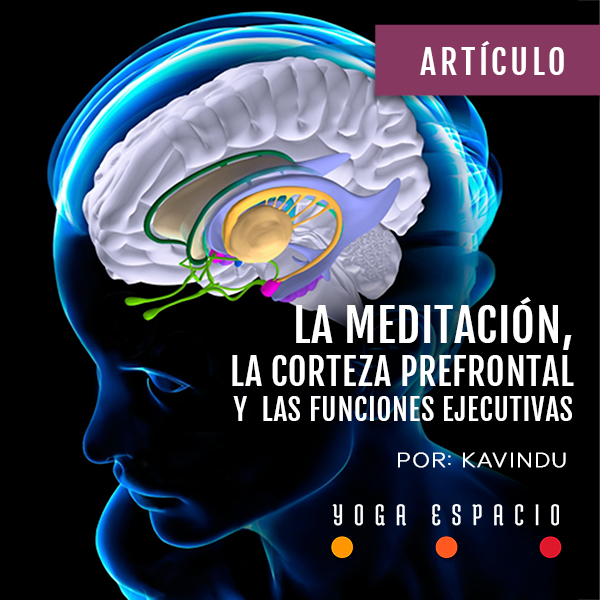 La Meditación, la Corteza prefrontal y las Funciones ejecutivas » Yoga ...