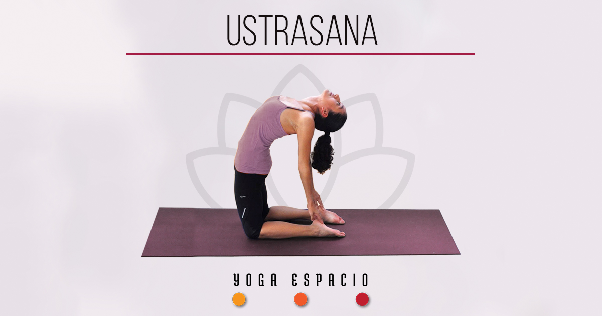 Ustrasana » Yoga Espacio : Yoga Espacio