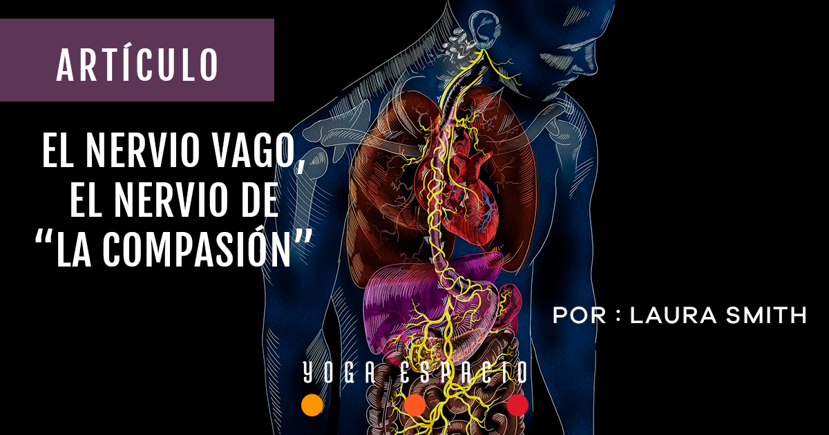 El nervio vago, el nervio de la compasión • Yoga Espacio