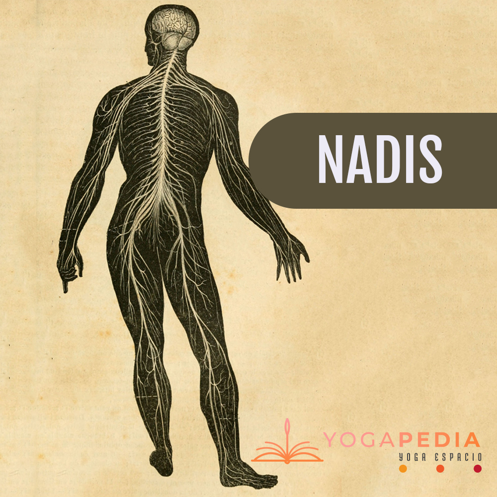 Nadis • Yoga Espacio