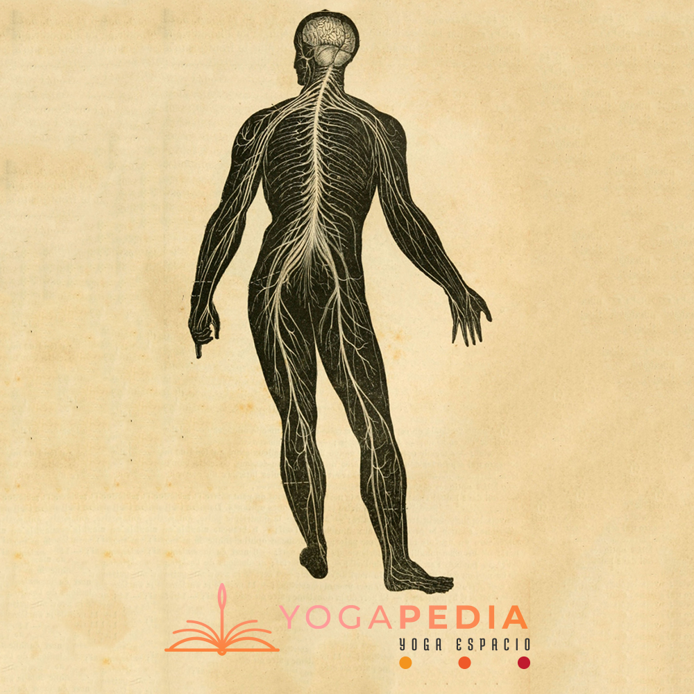 Nadis » Yoga Espacio : Yoga Espacio